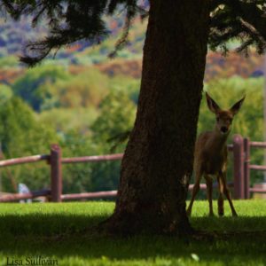 The Flying B Ranch – Flying Resort Ranches