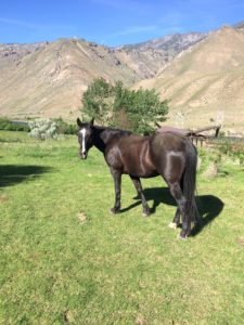 The Flying B Ranch – Flying Resort Ranches